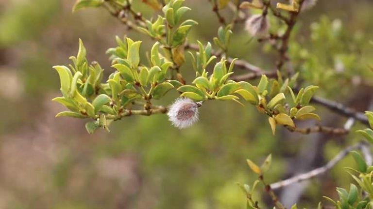 What Type Of Plant Is The Creosote Bush - Fix It In The Home